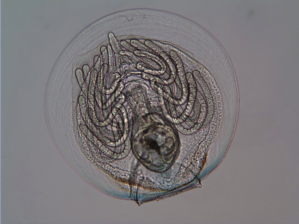 Invertebrate Embryology: Inarticulate Brachiopod Larvae