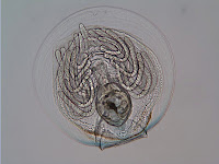 Invertebrate Embryology: Inarticulate Brachiopod Larvae