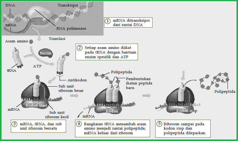 Tahapan sintesis protein pdf - hoodlasopa
