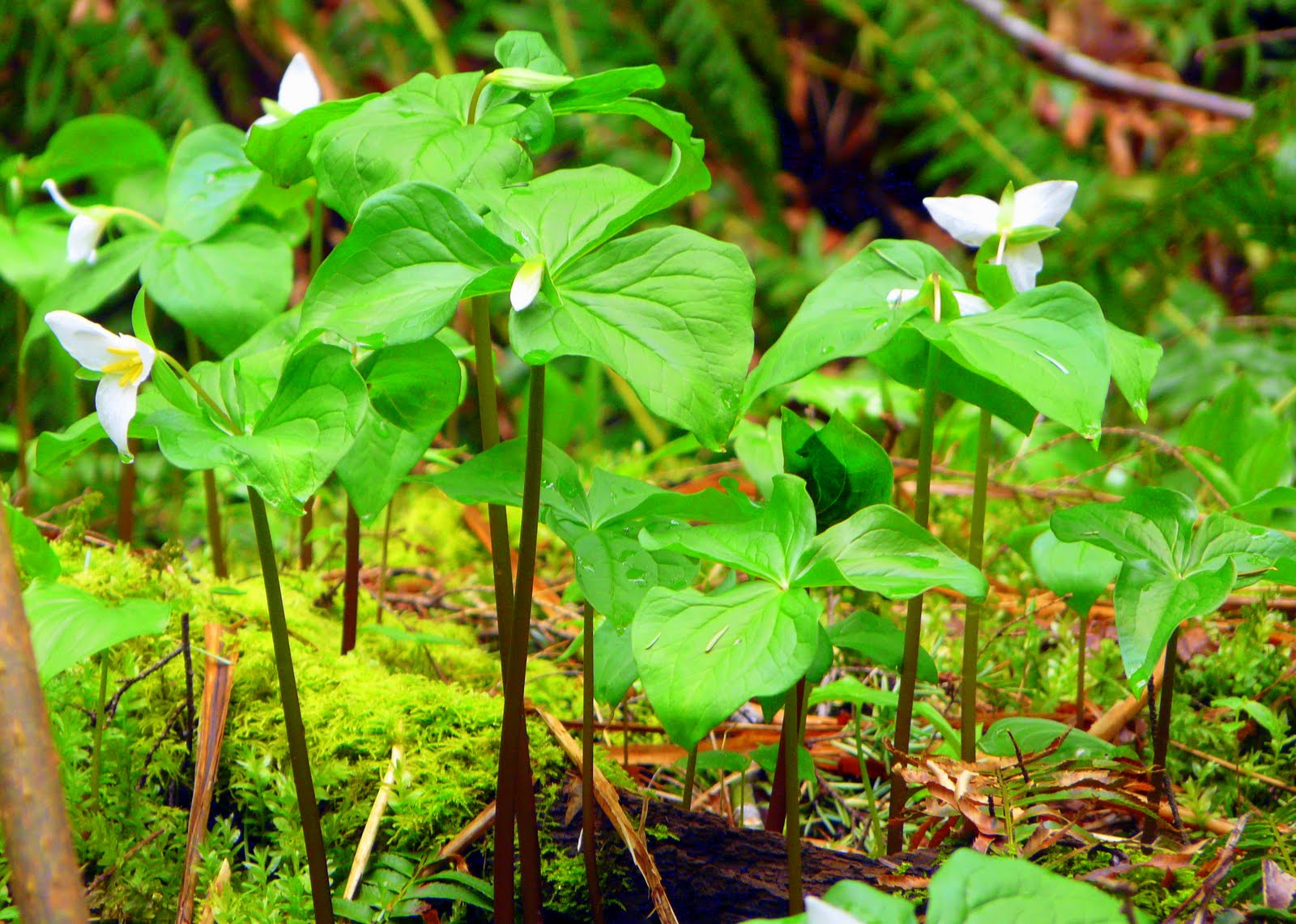 searching for Art in life: Trillium, wild Art