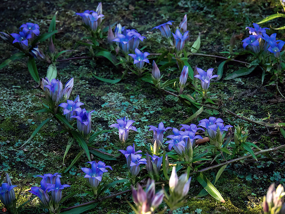 FROM THE GARDEN OF ZEN: Rindo (gentian) flowers: Kaizo-ji