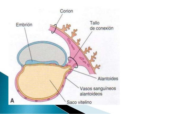 DIARIO MEDICO : CAPITULO 5: TERCERA SEMANA DEL DESARROLLO: El disco ...
