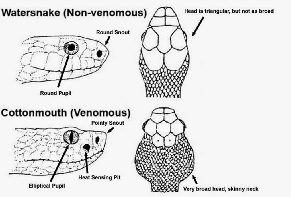 The Egret's Call : Tidbit Tuesdays - Alligator and Snake Safety