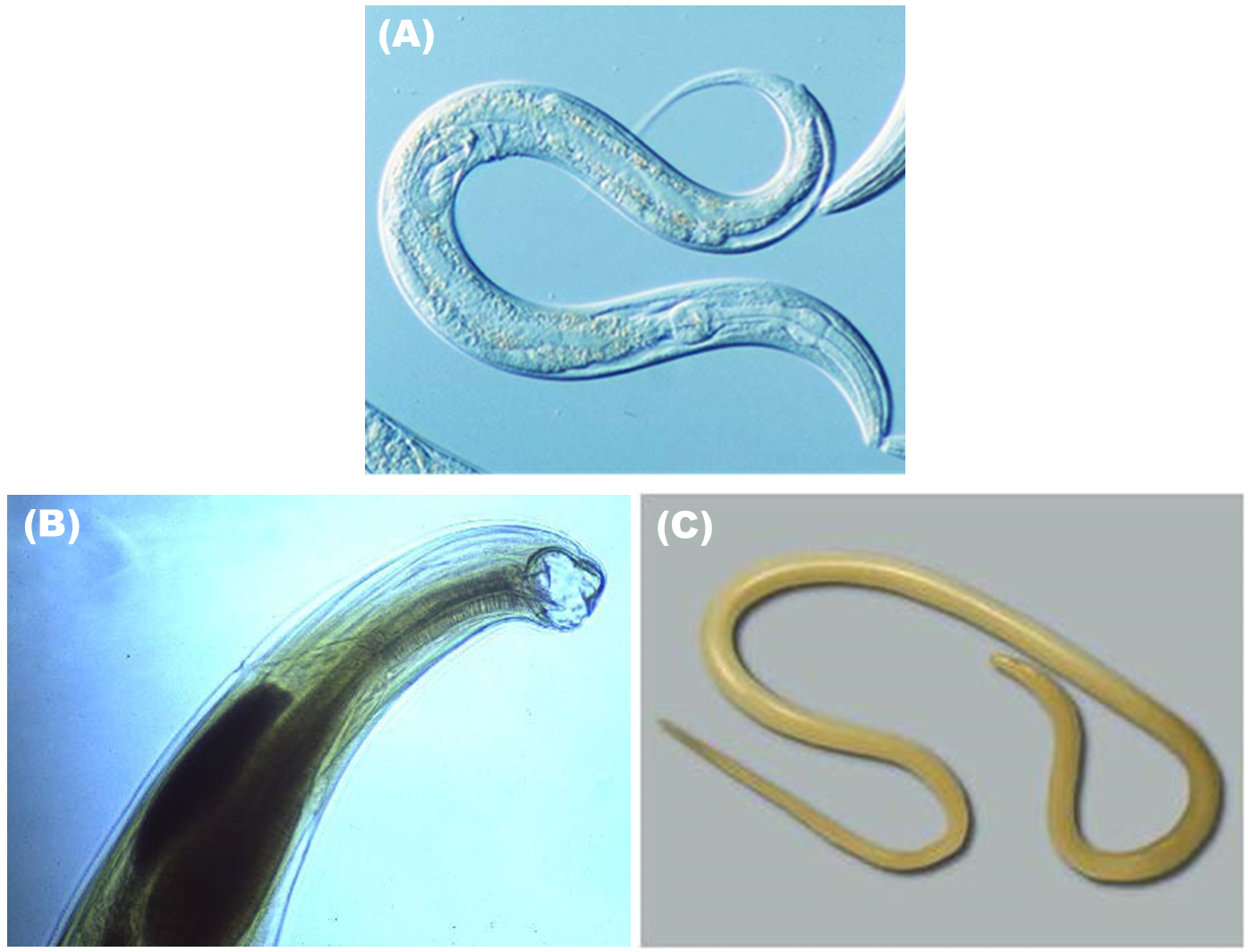 Resumo da Aula: 3º EM