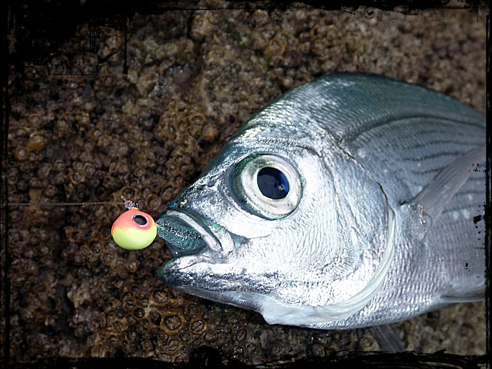 Spinning en el mar: Estreno en el Rockfishing