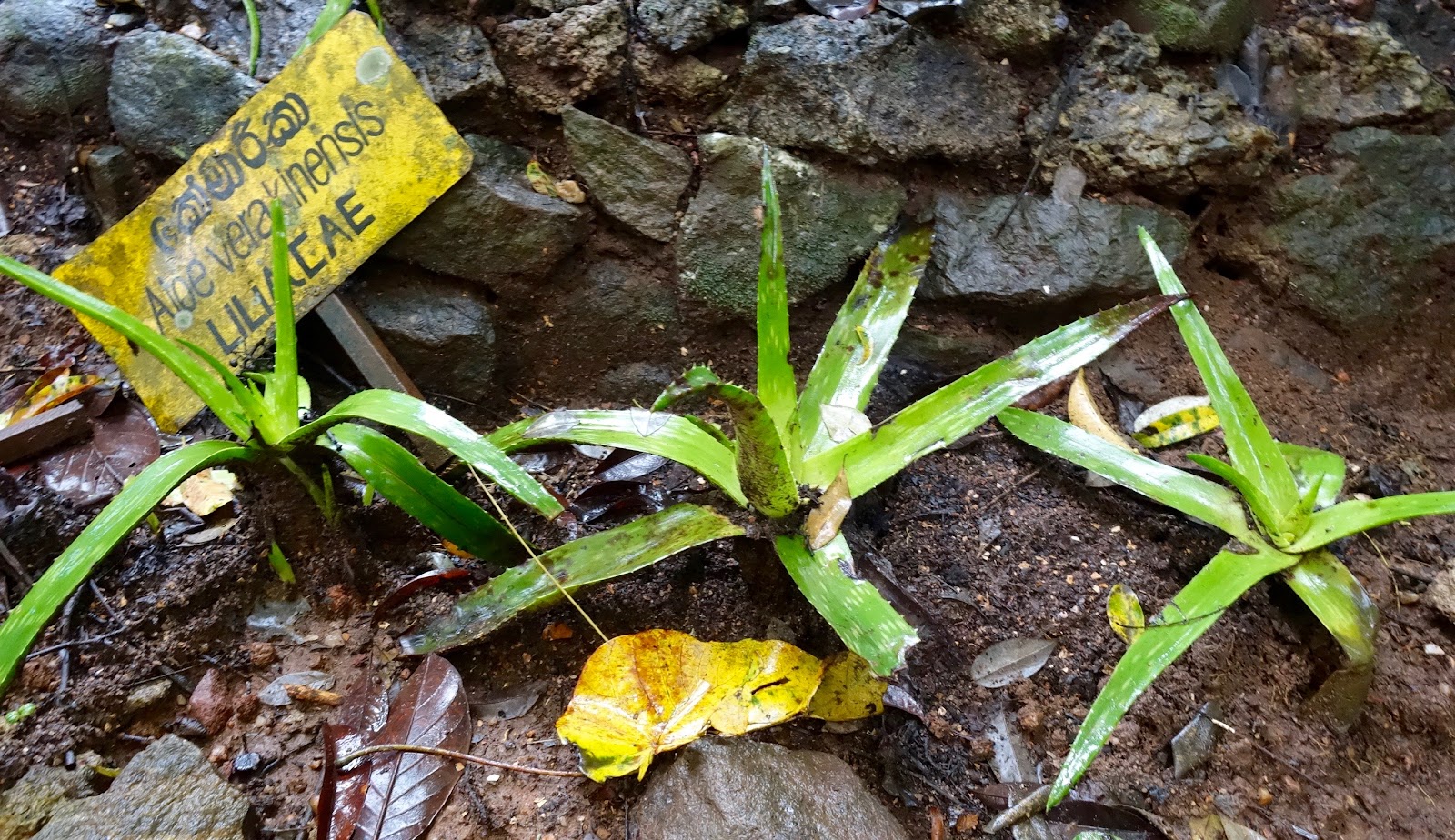 Luckgrove Ayurveda Gardens, Sri Lanka - Eat - Explore - Enjoy