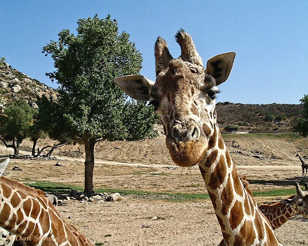 Gambar Jerapah: Kumpulan Gambar Jerapah Update