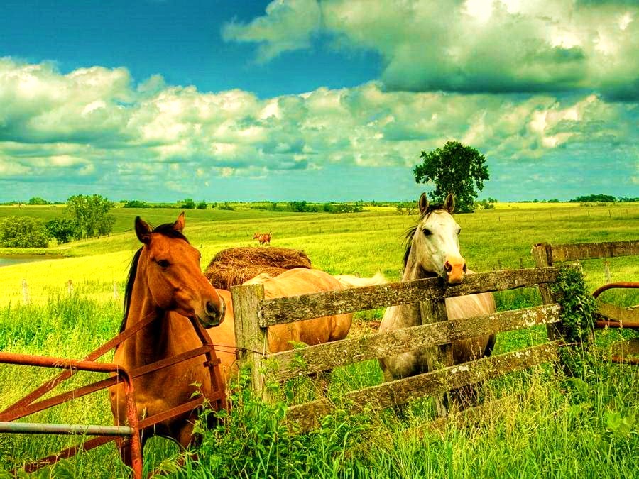 Amazing JPG: Horses in field...