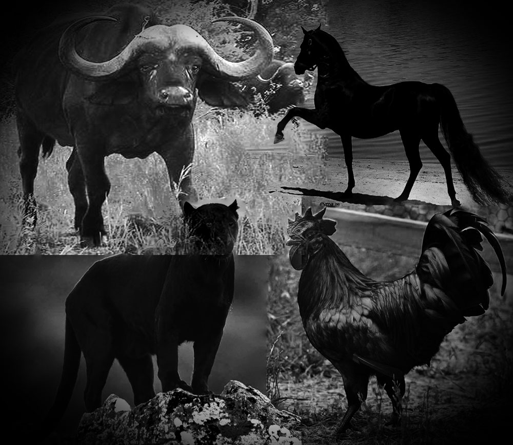 Cute Black Animals of Choice | all about photo