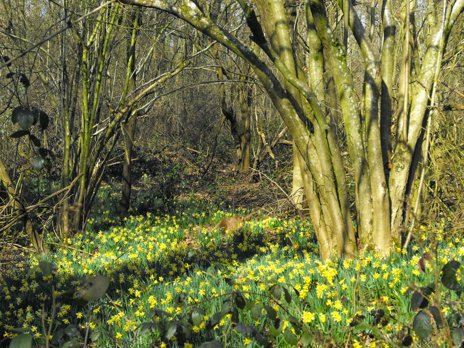 Codlinsandcream2: The wild daffodils of Dymock - photo heavy