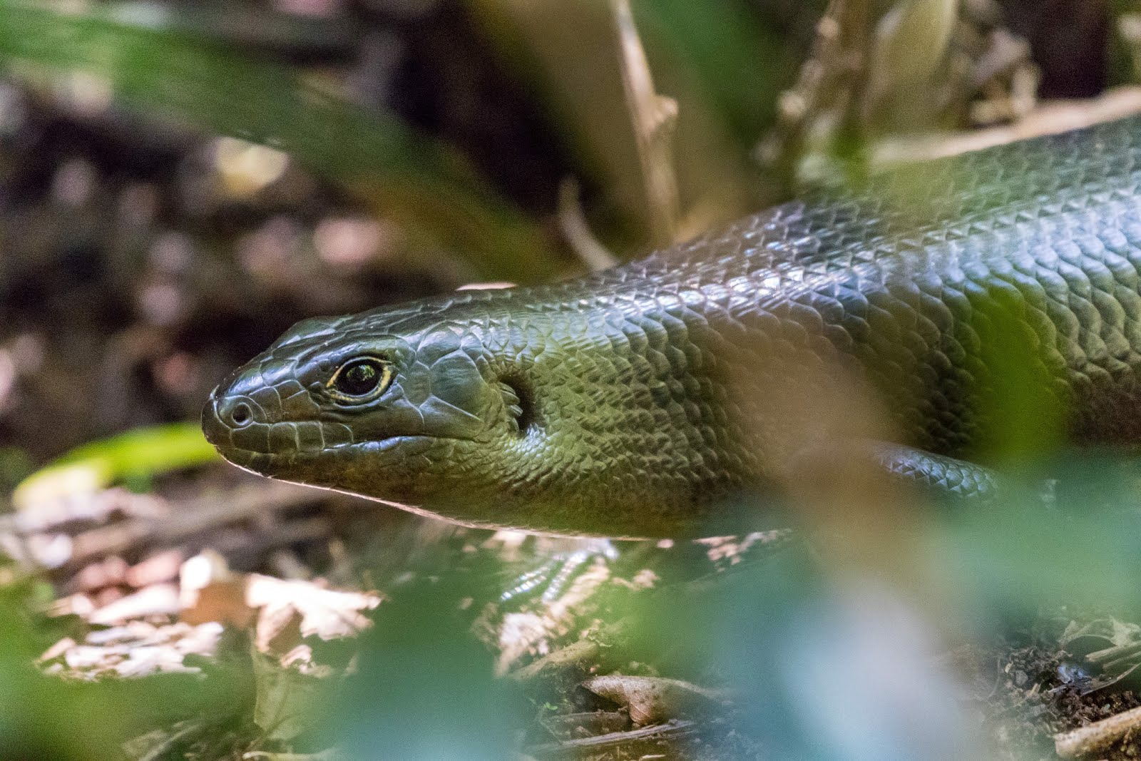 National Park Odyssey: Tweed Range Scenic Drive, Wildlife and Walks in ...
