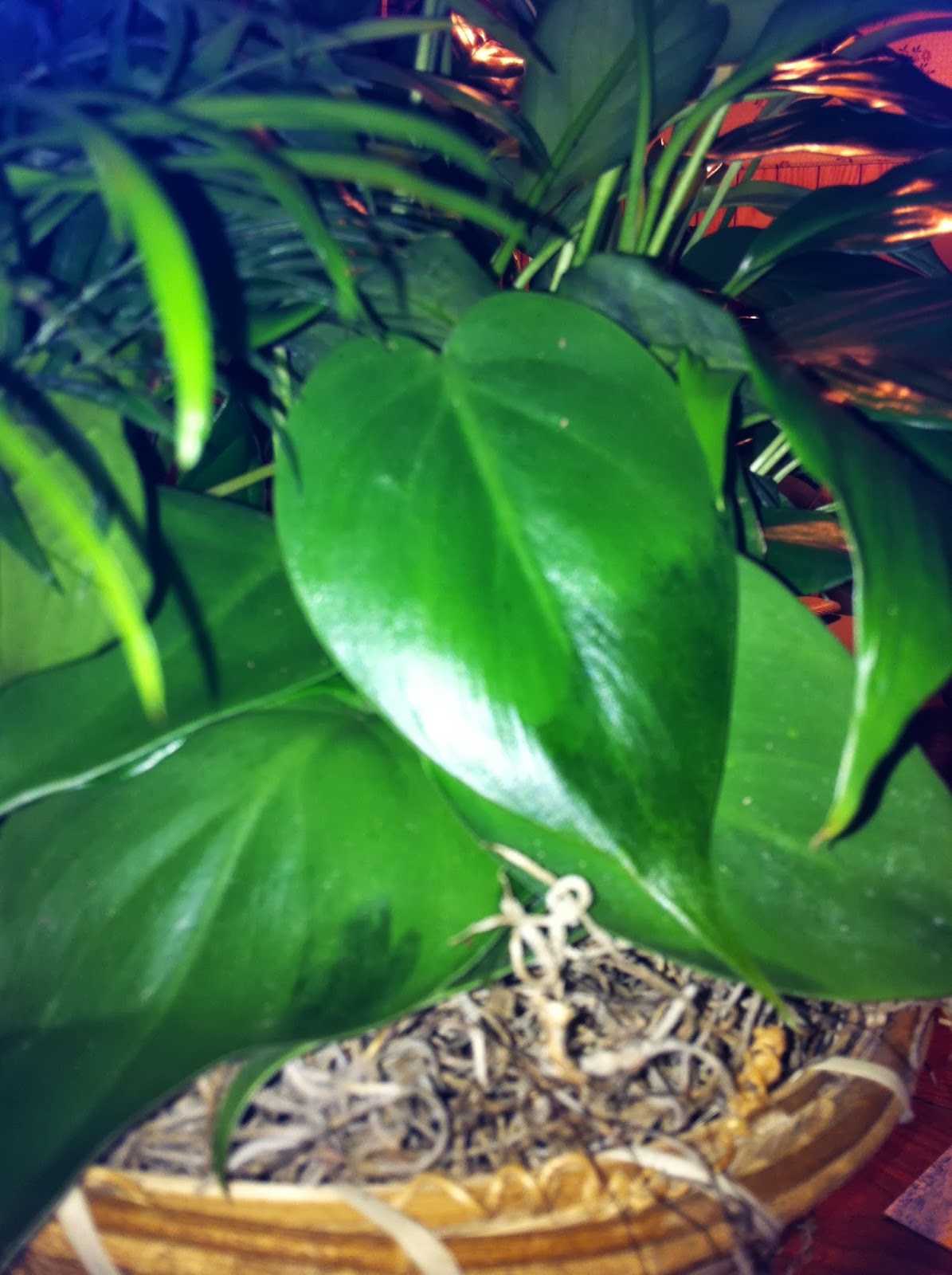 My Best Friend s A Worm Help I Need To Identify These Plants my-best-friend-s-a-worm-help-i-need-to-identify-these-plants