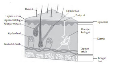 Struktur Kulit Manusia | Pustaka Pandani
