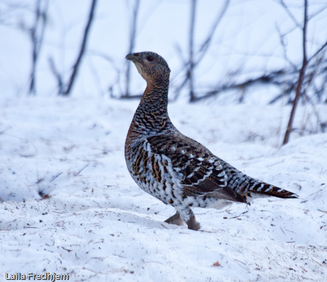Laila Fredhjem fotoblogg: Røy.