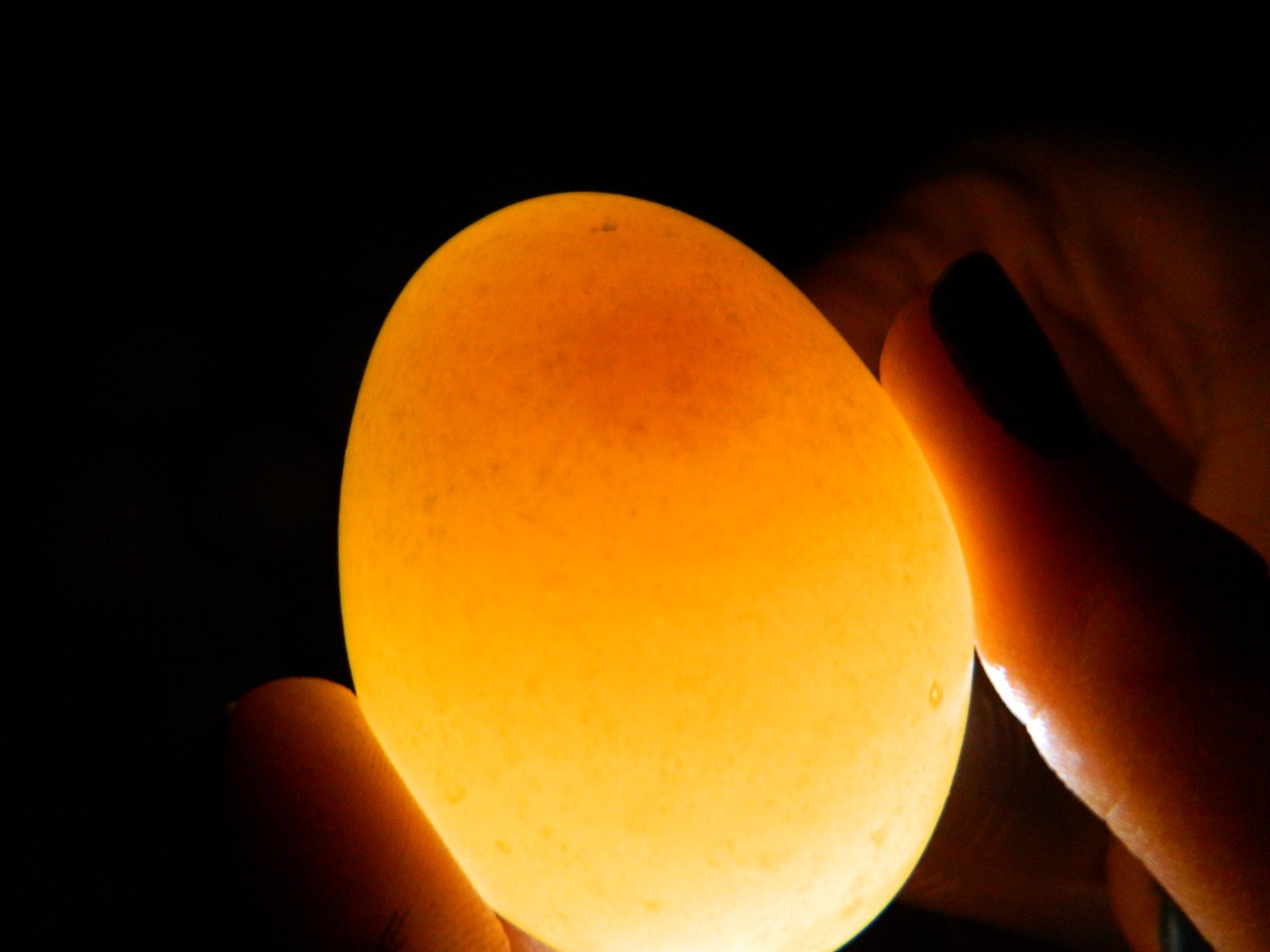 Always something new: Egg Candling, incubating, Hatching with photos ...