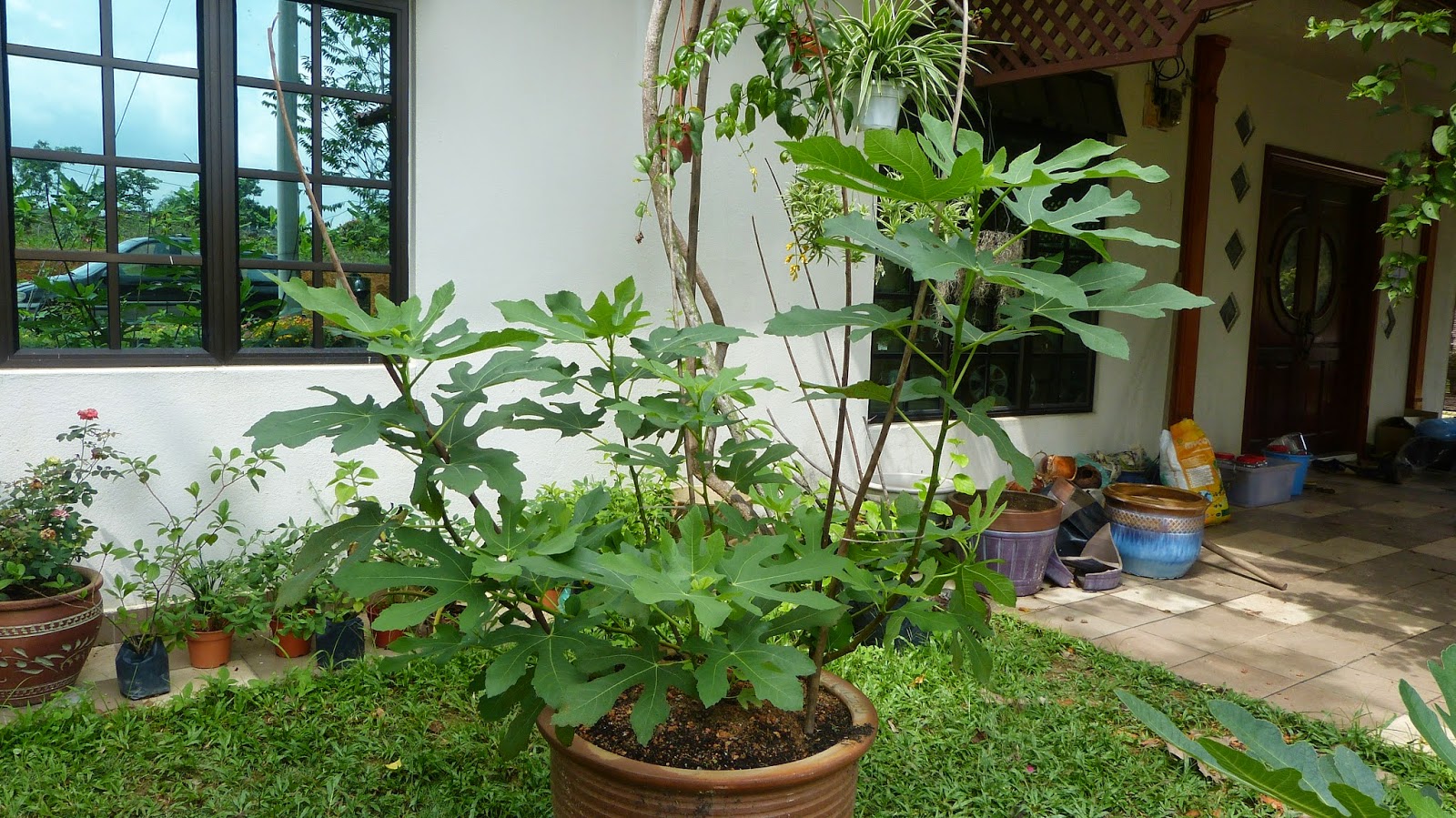 Pokok Tin Keliling Rumah: Pokok Tin - Buah Tin - Green Jordan