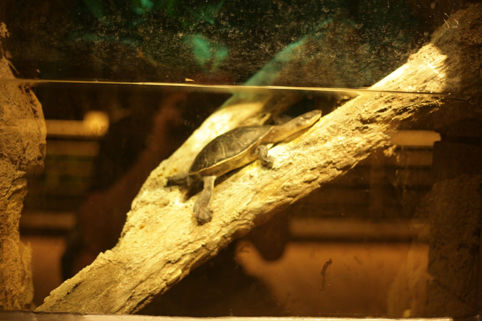 37 States, 39 Days: Top Gun Friday