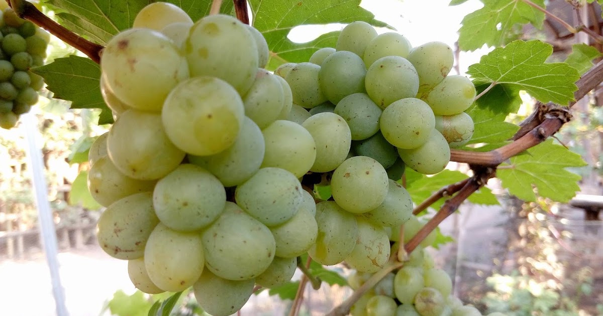 Anggur Harold - pohon anggur
