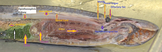 Bio 324 Vert Zoo CSULB: Lampray Dissection