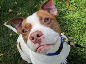 Prairie Pit Bull Rescue Society