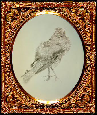 The Photo Palace: Gilli Bird – Daguerreotype Ghost