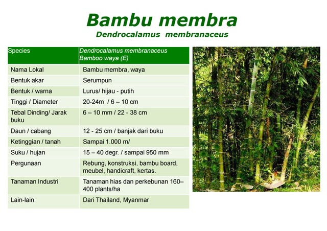 Jenis dan ciri tumbuhan Bambu serta Manfaatnya - Jenisajatitik
