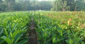 Budidaya Tanaman Buncis di Lahan Rawa Lebak