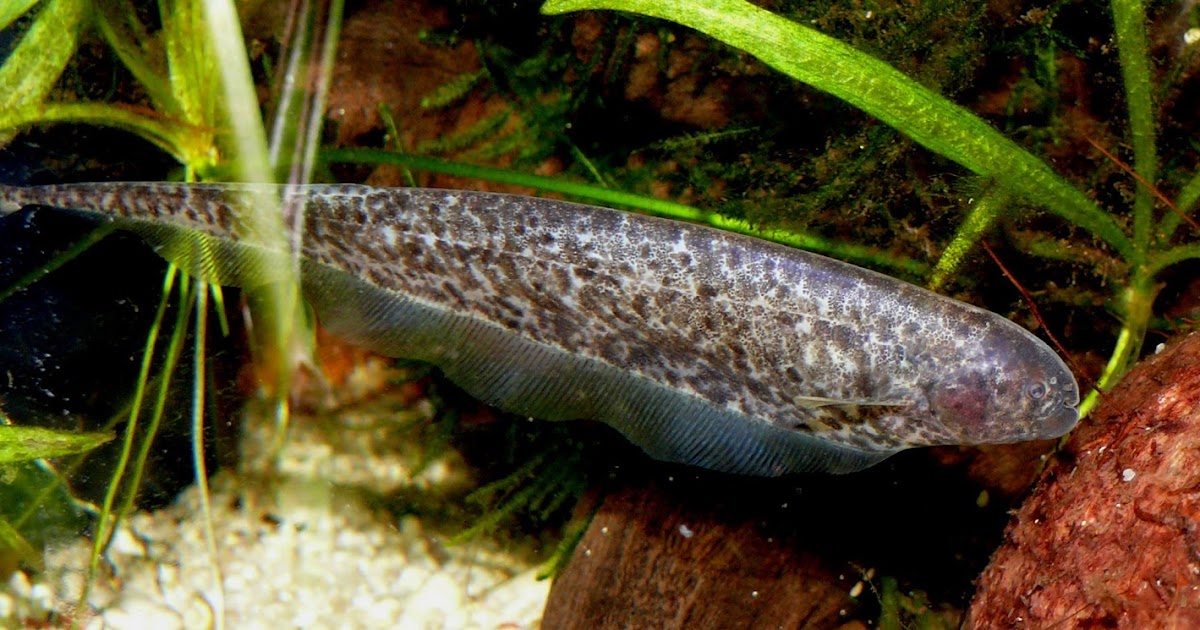 Biodiversity Science: Electric fish
