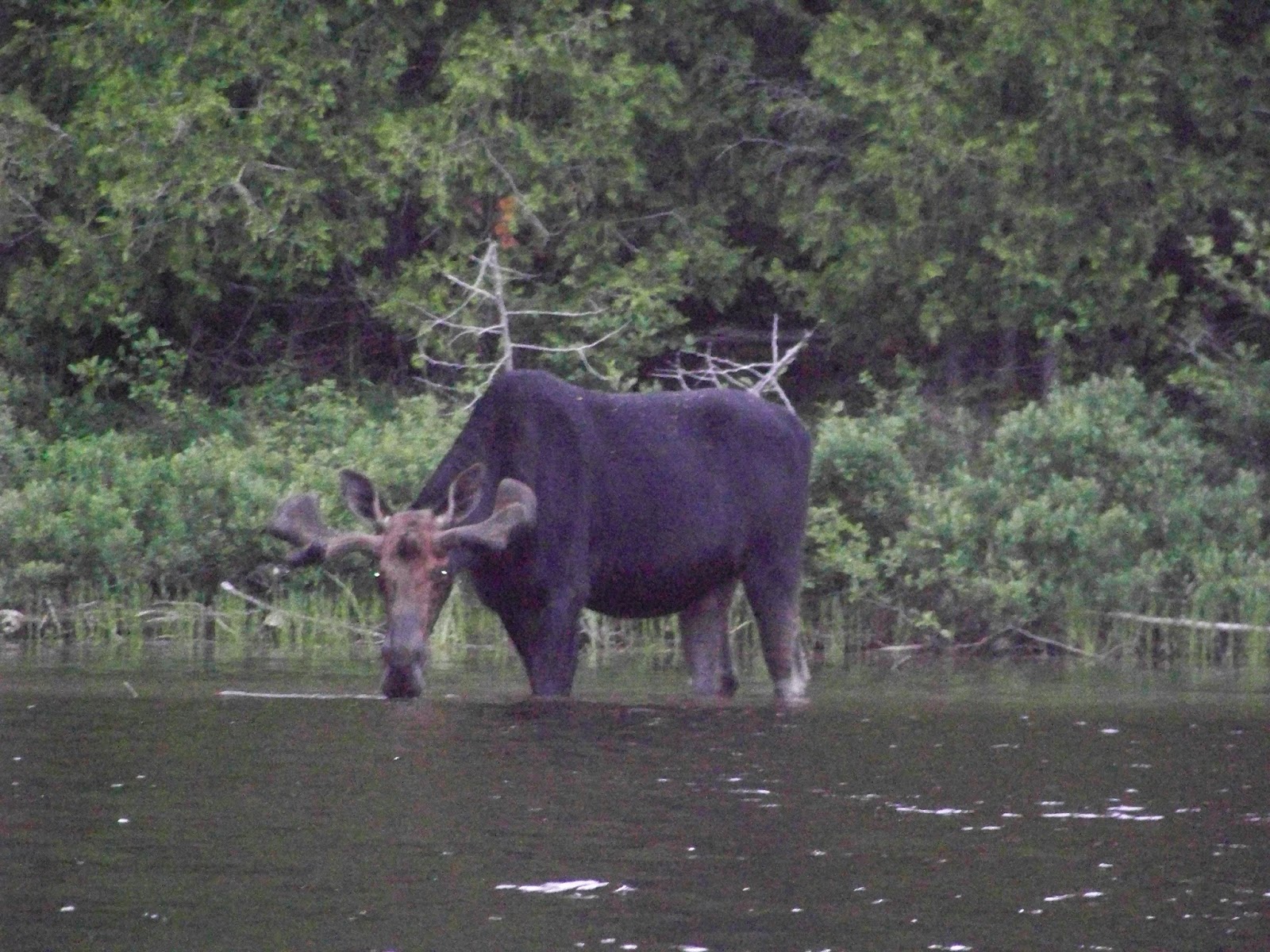 Posted by Maine Moose Tracks at 11:49 AM