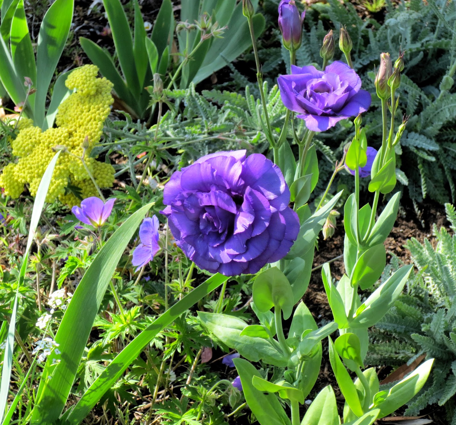Late to the Garden Party: My favorite plant this week: Eustoma grandiflorum