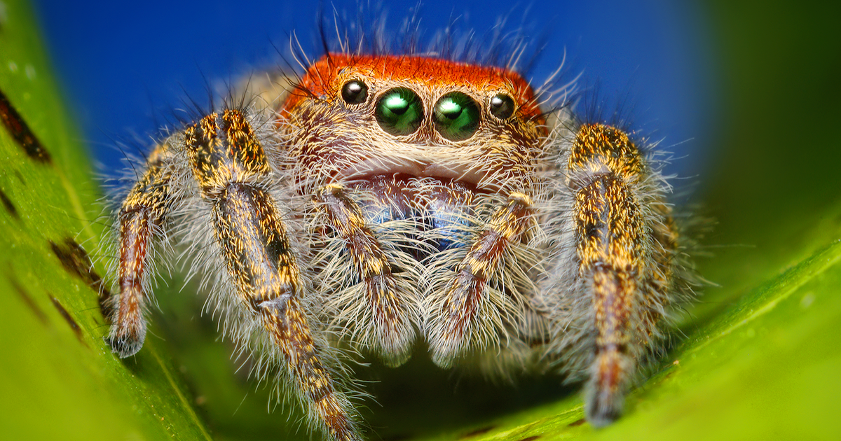 Imagenes de arañas: Foto de simpatica arañita [10-4-16]