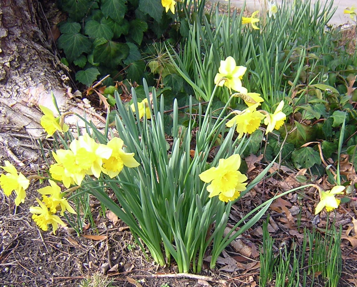 Still Waters--Notes from a Virginia Shire: Dance of the Daffodils