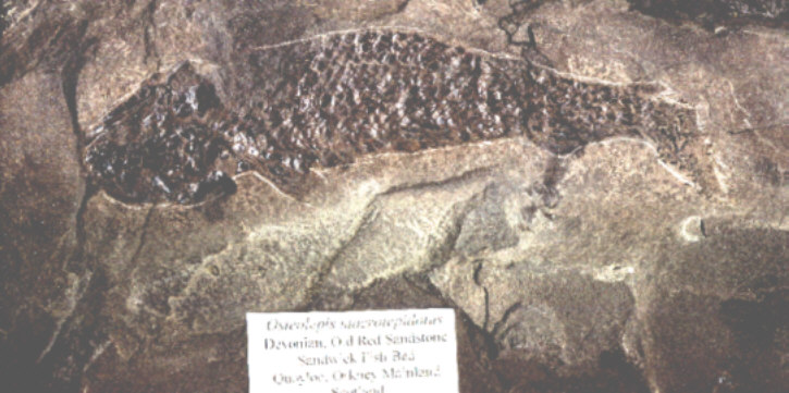 Geology and Young Earth Creationism: Transitional Forms: Fish to ...