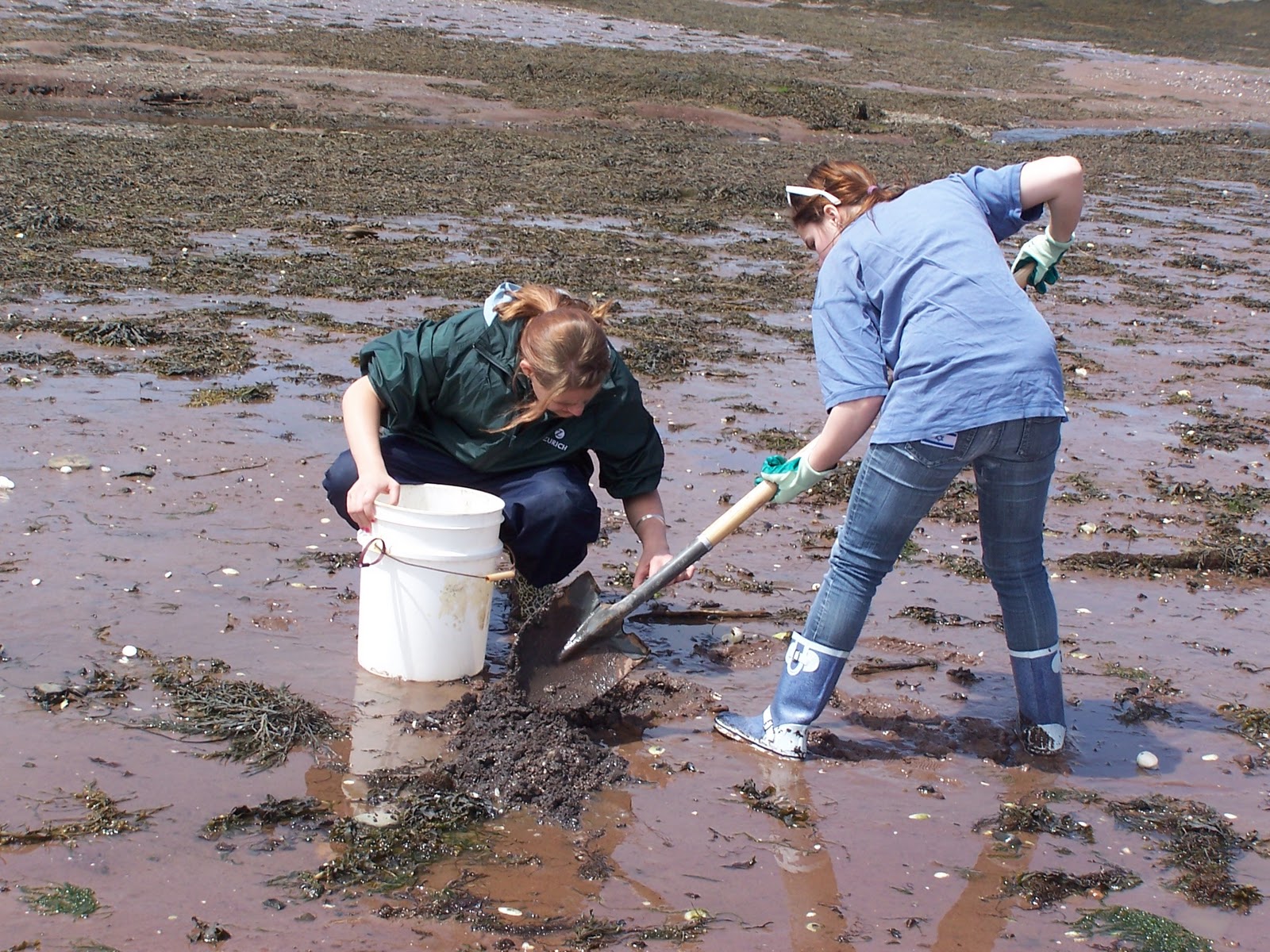 Huntsman Marine Science Centre: Creature Feature - Blood worm