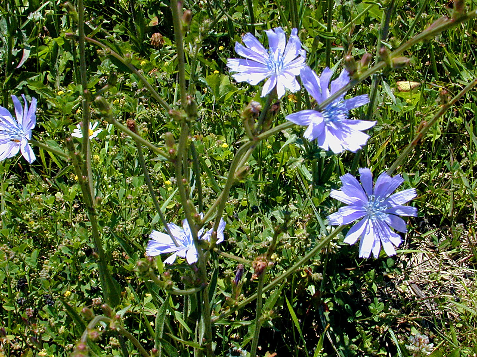 Vegetables List: Vegetables List: Chicory