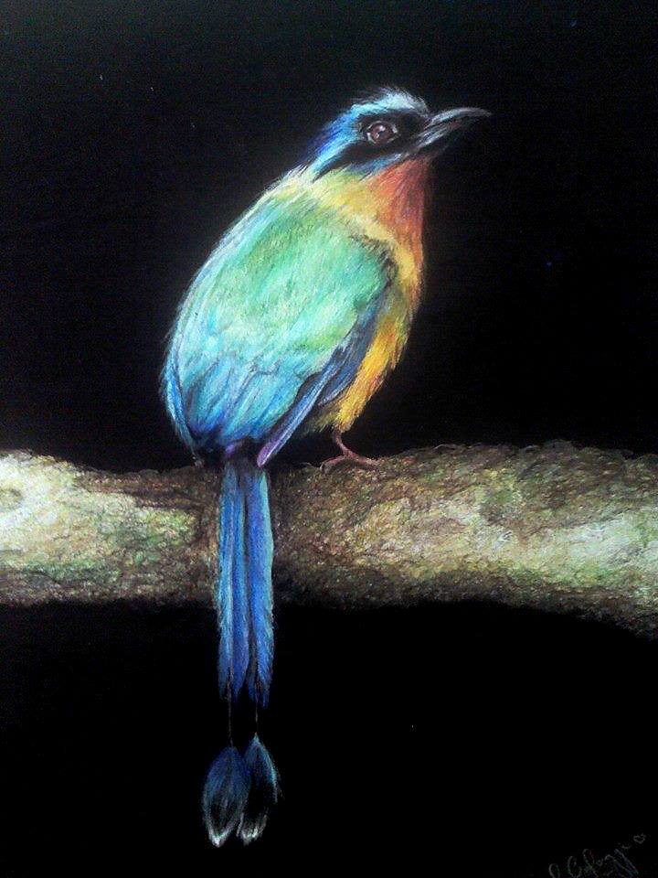 Momotus momota - Daniela Adriana Cafaggi Lemus