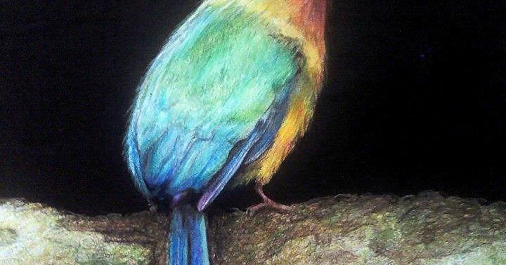 Momotus momota - Daniela Adriana Cafaggi Lemus