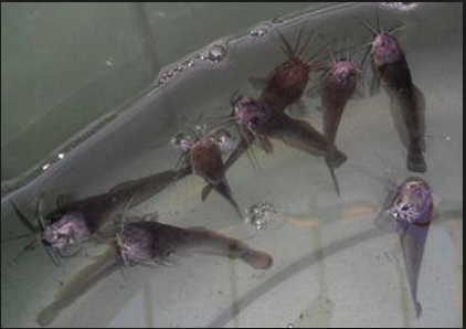 Cara Mengobati Lele Moncong Putih Ampuh Terbukti - Seputar Ternak Dan ...