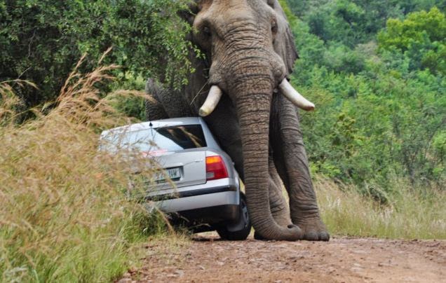 An Elephant a Day 2.0: Elephant No. 104: Elephants Sitting on Cars