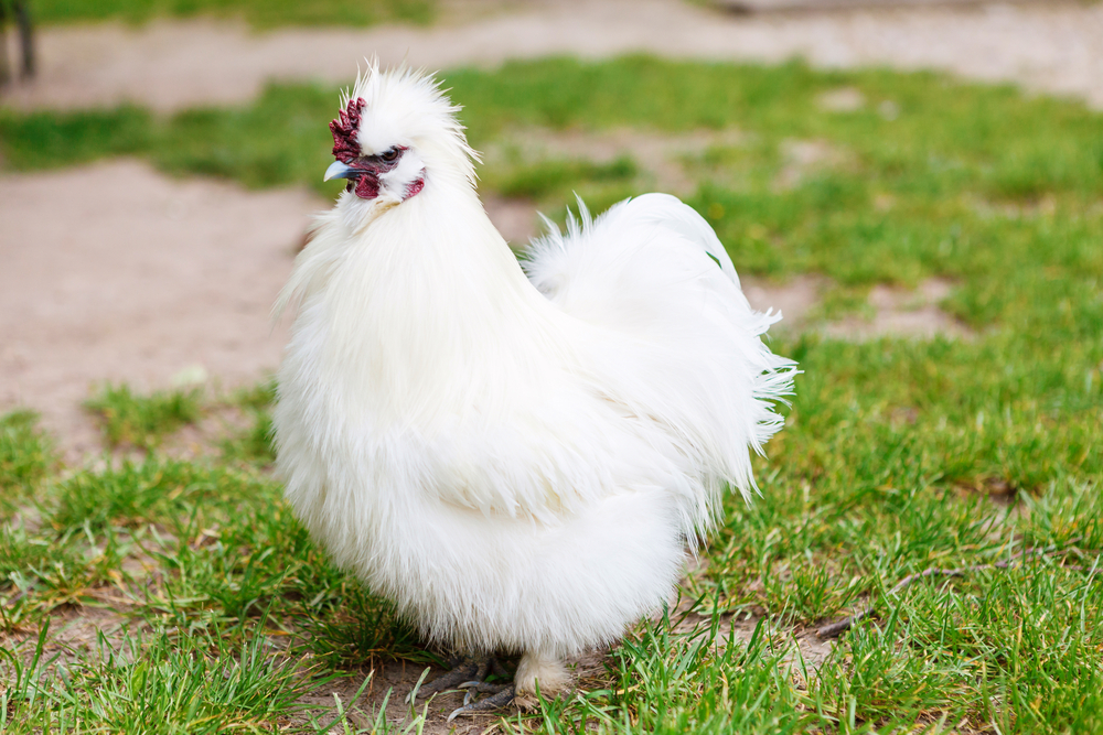 Silkie Chicken Facts Information And Pictures By Pets Planet silkie-chicken-facts-information-and-pictures-by-pets-planet