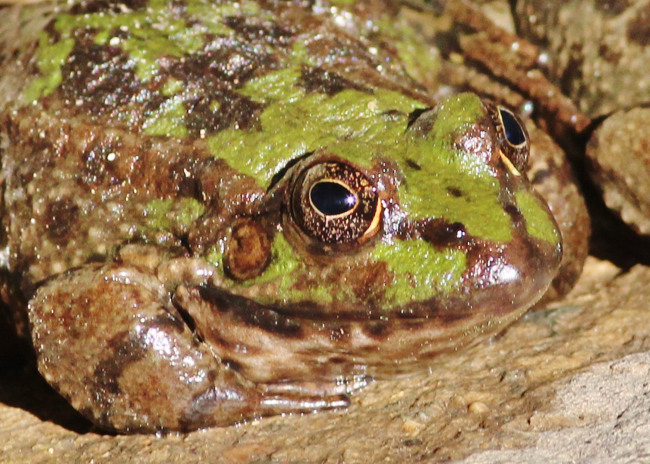 Ερπετά και αμφίβια της Κύπρου - Reptiles and amphibians of Cyprus by ...