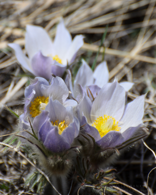 Prairie Wildflowers: First Prairie Crocuses of the Year: 2013