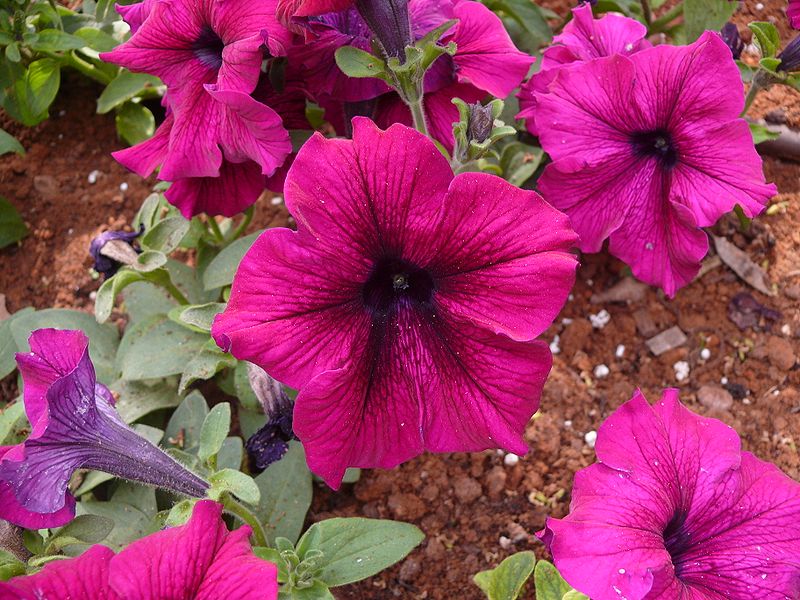 Jom Tanam Bunga: Petunia, Petunia & Petunia!