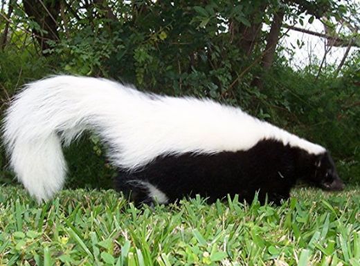Skunk | The Life of Animals