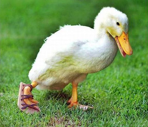 FUNNY PICS FOR YOU: Help Disabled Animals
