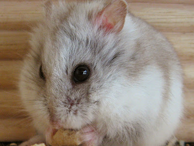 Jenis jenis Hamster Part 1