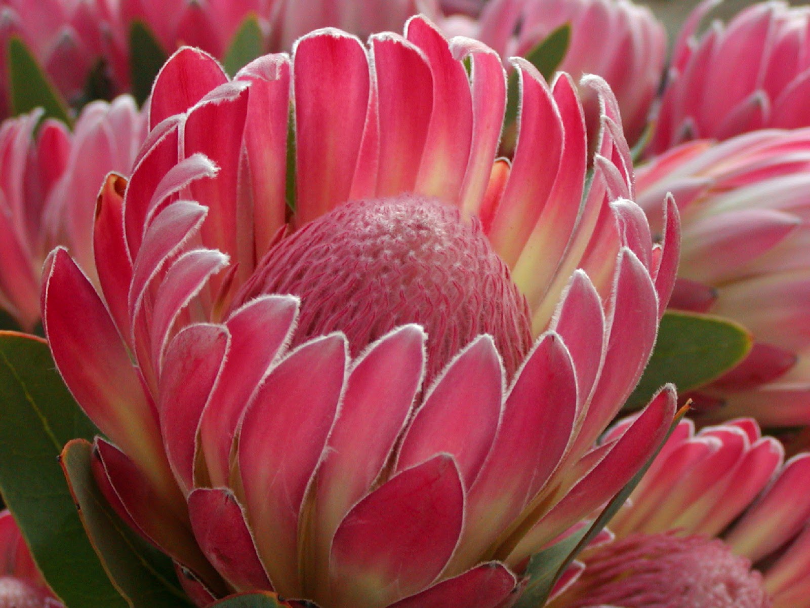 A Passion for Flowers: Summertime Gathering
