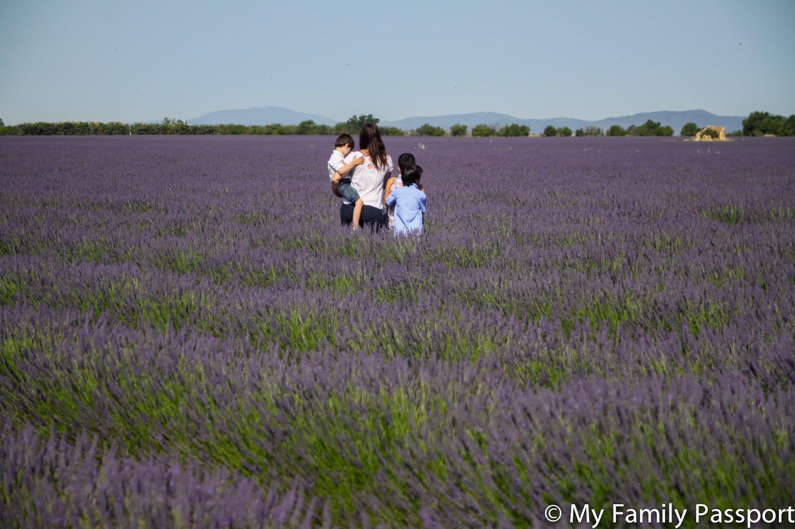 Guía de una ruta en coche por la Provenza francesa: campos de lavanda y ...