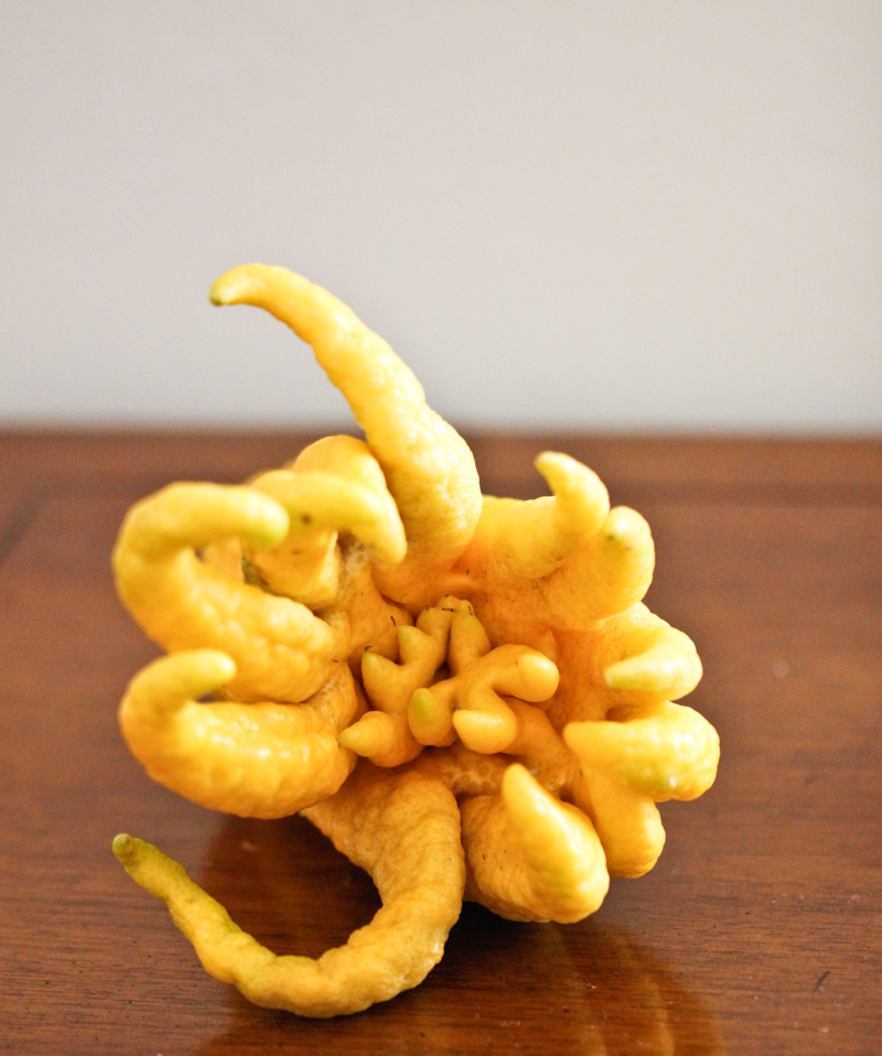 Candied Buddha's hand (aka citron)