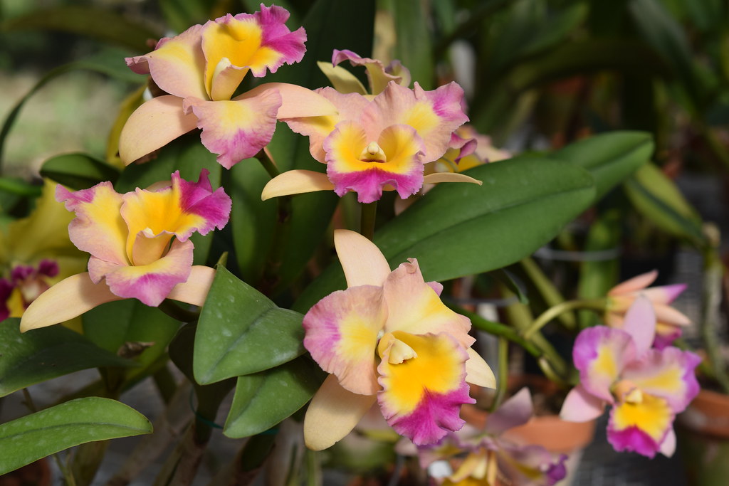 Rhyncattleanthe Momilani Rainbow care and culture | Travaldo's blog